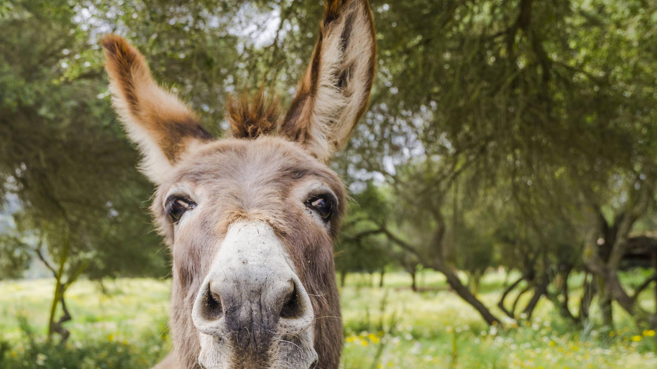Trekking mit Eseln am Capo Vaticano - CST Tropea
